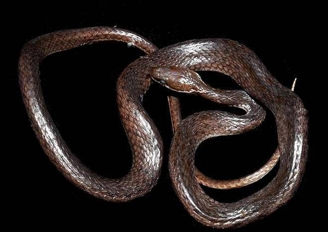 ‘Crying snake’ discovered in Arunachal; but does it really cry? | EastMojo