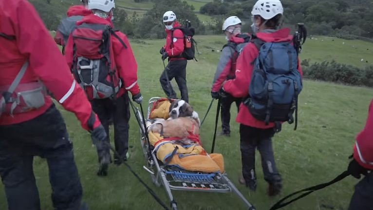 Watch: Rescue operation video of Saint Bernard dog gets viral in social ...