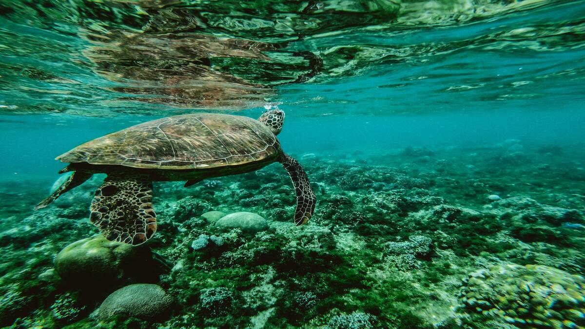 World Oceans Day 2021: Significance, history and reasons to save oceans