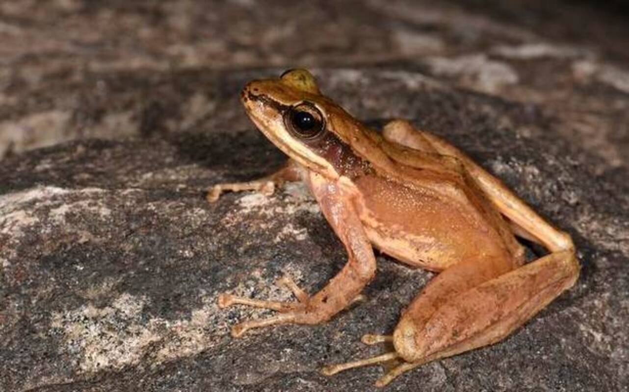 New frog species discovered in Adi hills of Arunachal Pradesh | EastMojo