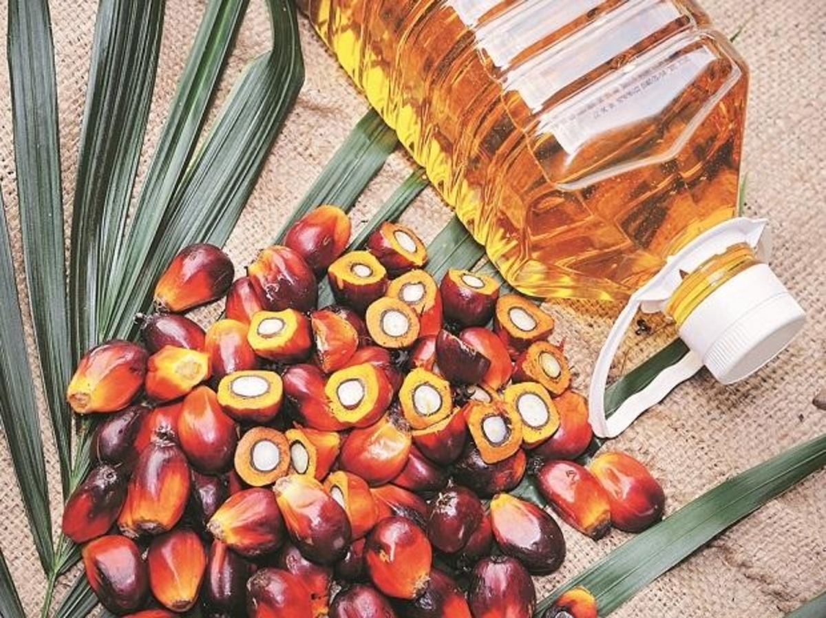 Oil palm in the North East: How can we do it better? - EastMojo