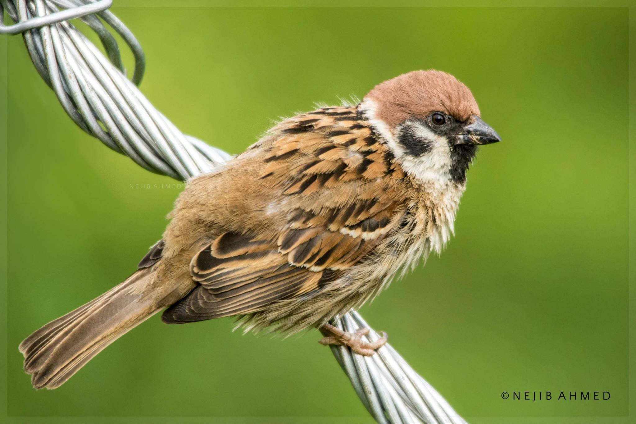 How Guwahati ensured a safe habitat for sparrows