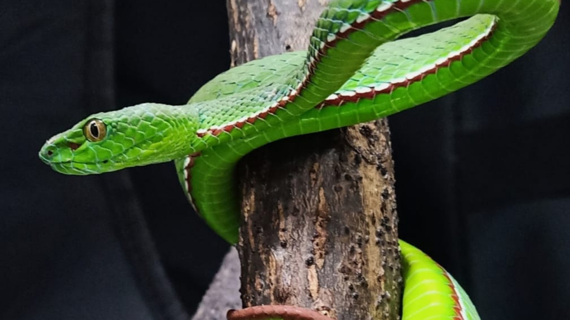 New snake species named after the mother of Army Colonel