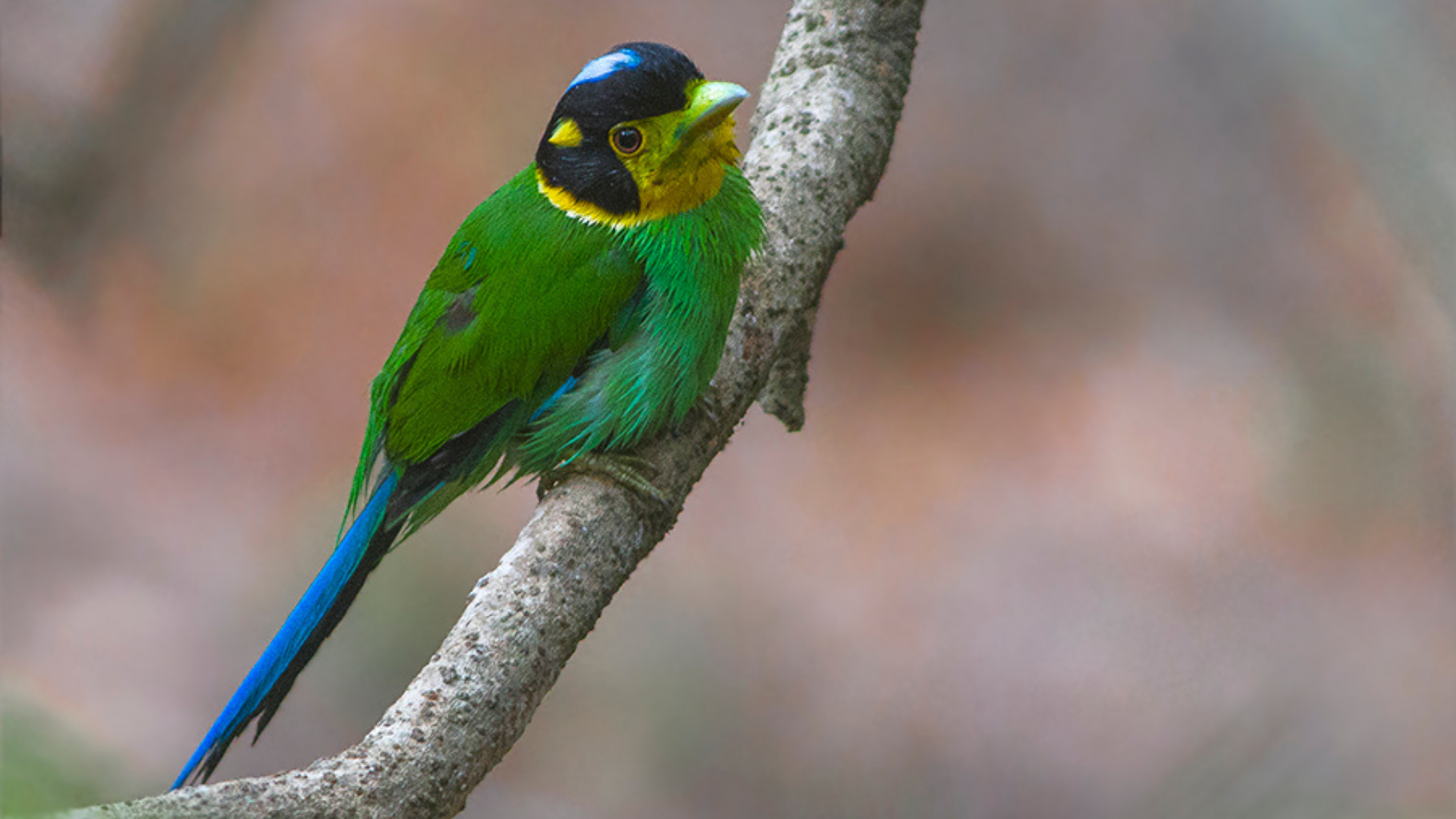 70 avian species spotted during Himalayan birds count in Arunachal