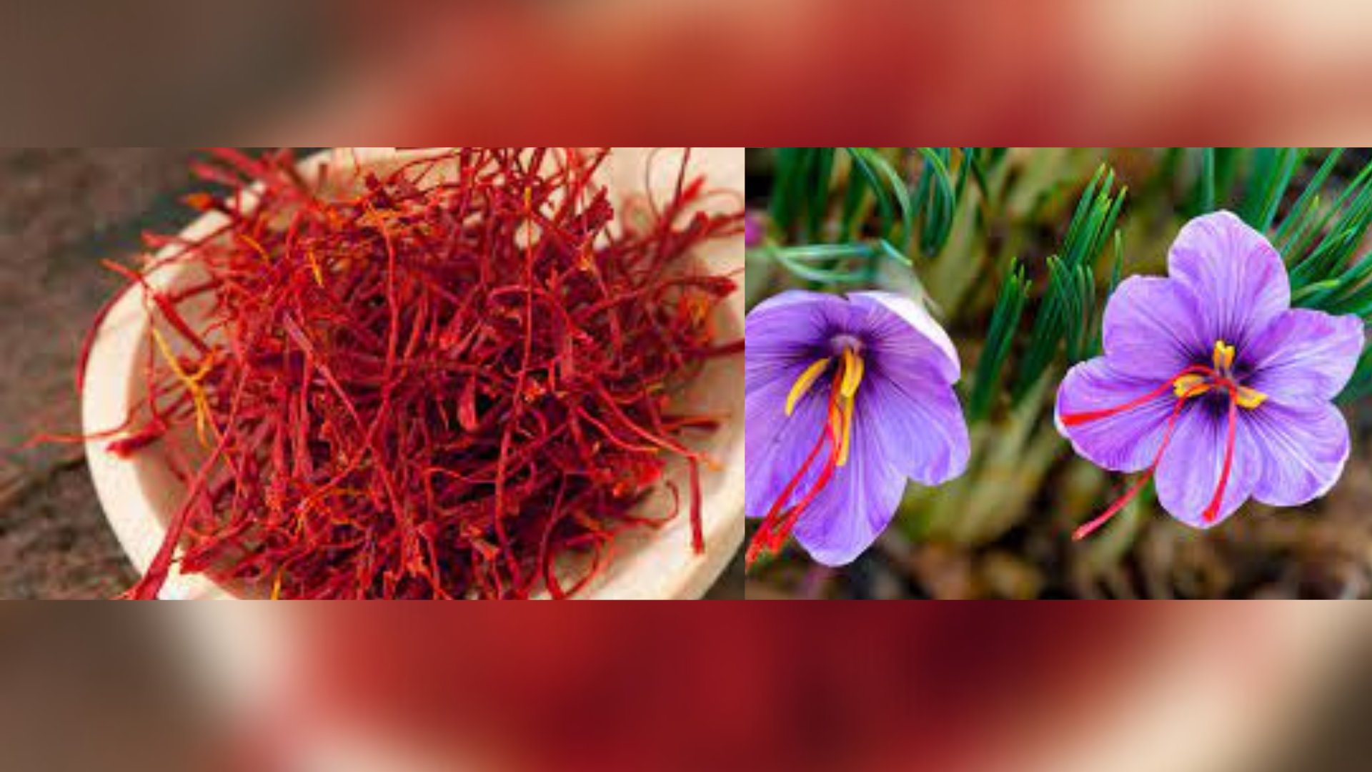 Like Kashmir kesar: Sikkim to scale up saffron production