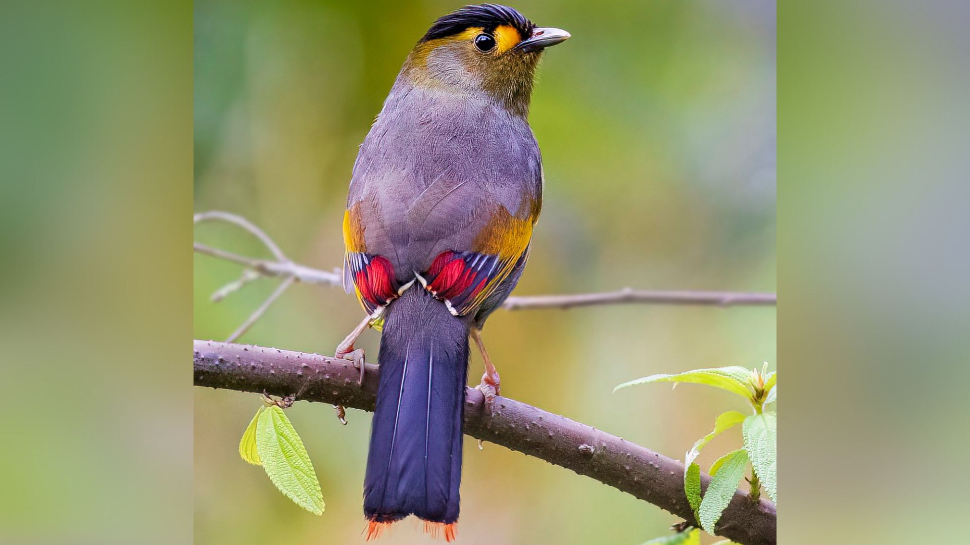 Critically-endangered bird Bugun Liocichla sighted in Arunachal sanctuary