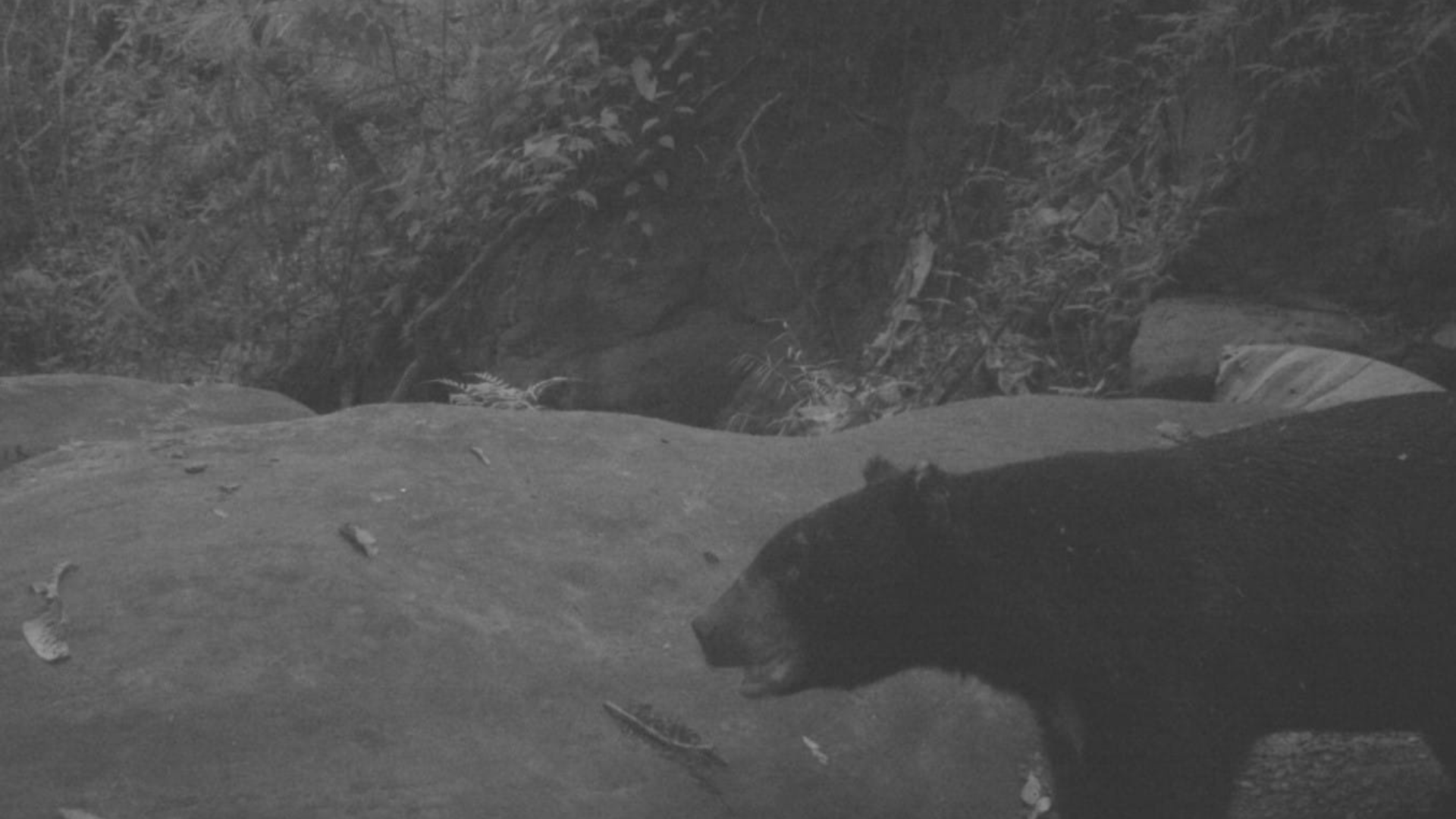 First photographic evidence of Sun Bear in Intangki National Park in ...
