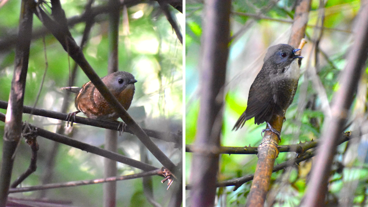 Arunachal: Bird’s unique song leads to discovery of possible new species