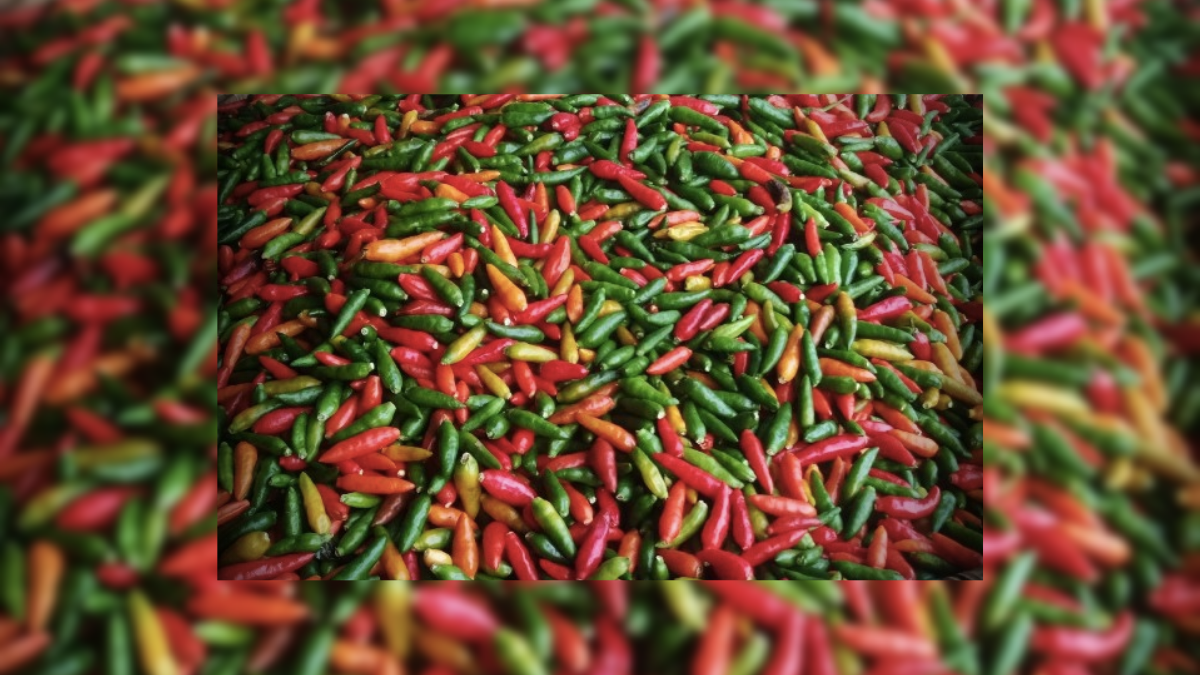 In a first, Mizoram to export bird's eye chilli to US