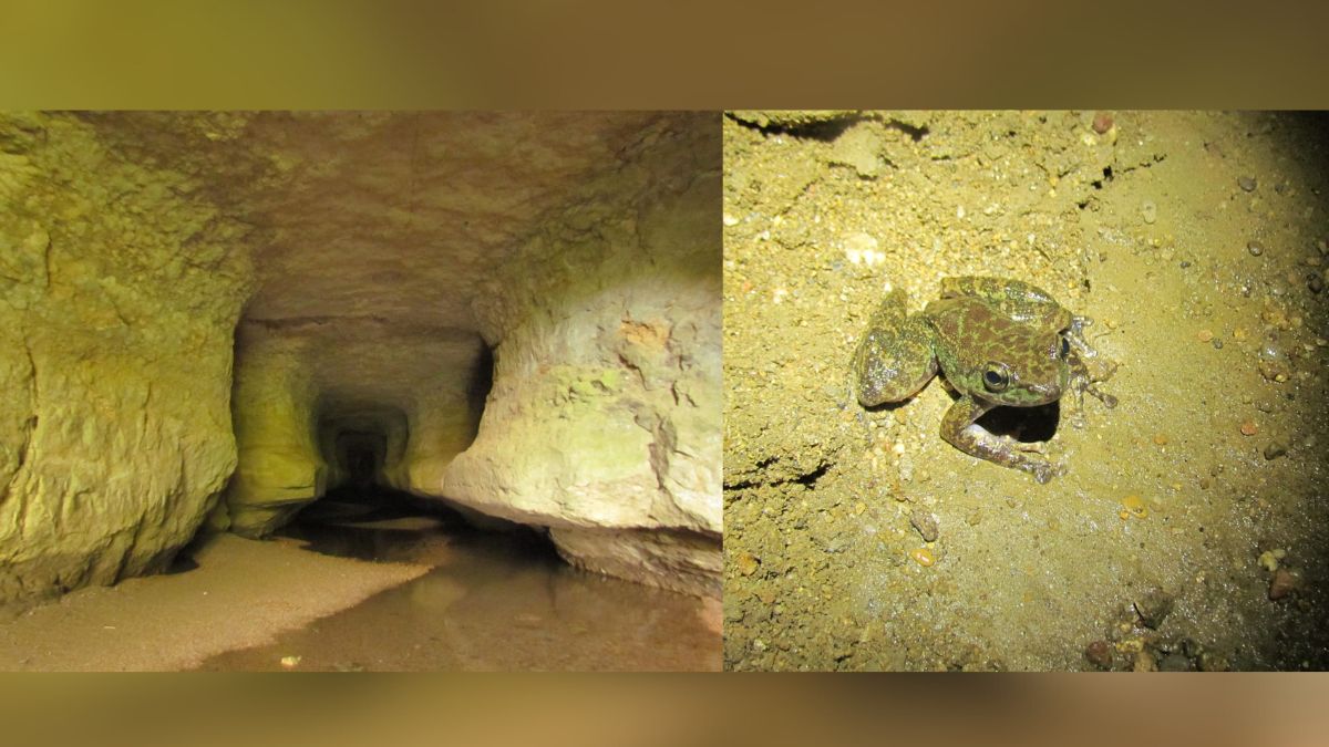 First frog species discovered from a cave in Northeast