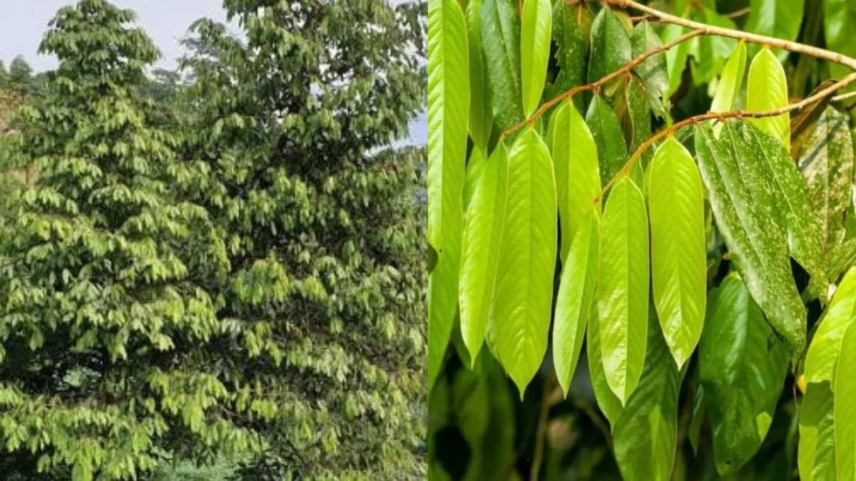 Researchers discover new species of tree in Arunachal Pradesh