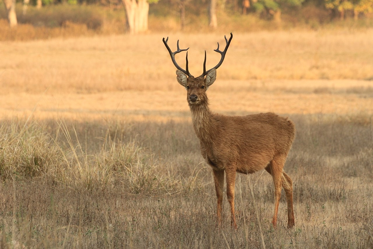 Translocation hurdles prompt new efforts to save rare swamp deer in Nepal