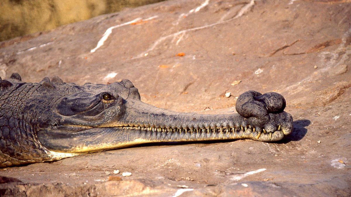 Endangered gharial’s conservation crisis highlighted as a male dies in ...