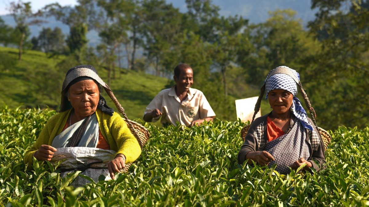 CAG report confirms what many knew: Assam's tea tribes remain on the ...