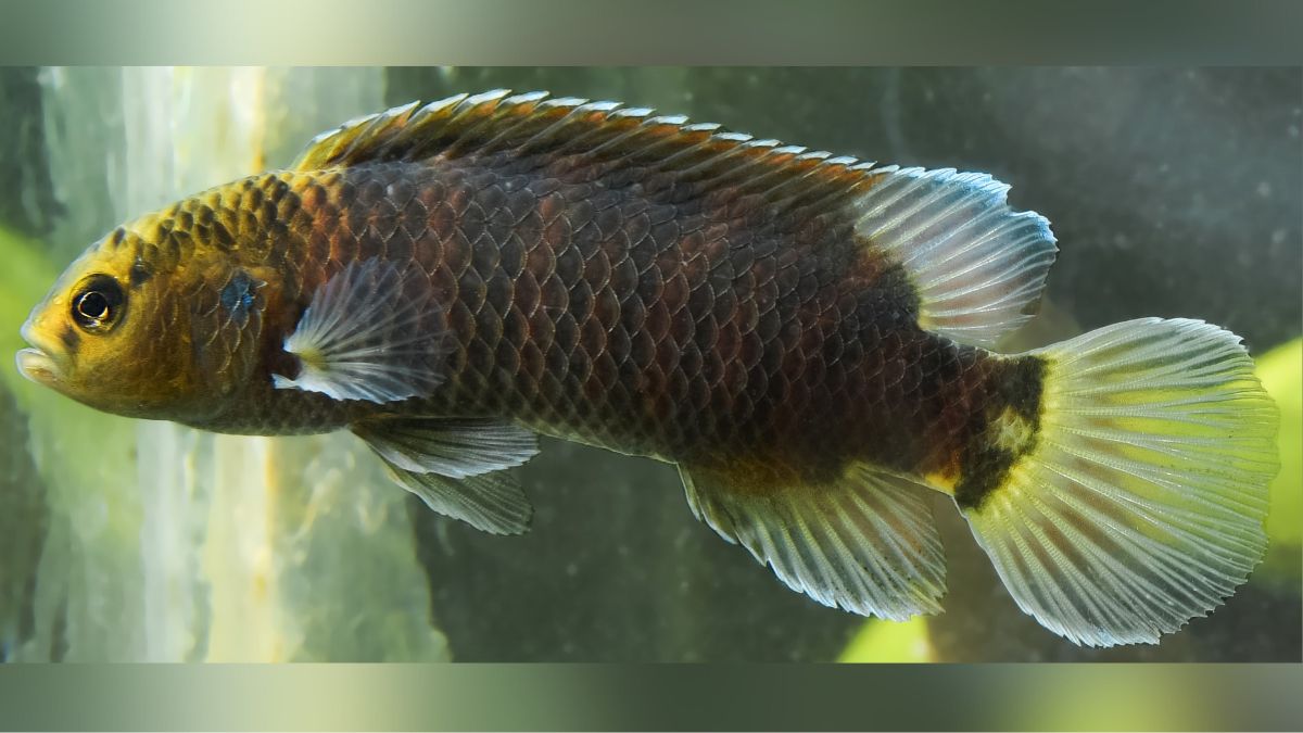 New fish species discovered in Nagaland, scientist names it after ...