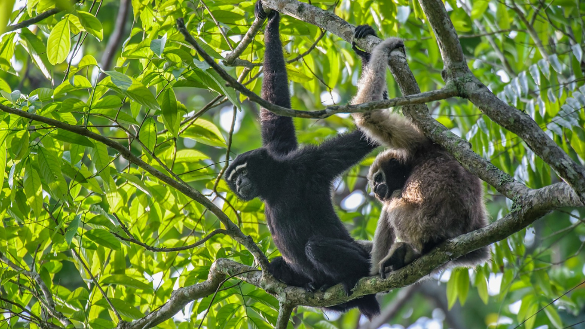 Tripura: Aaranyak takes conservation initiative for Hoolock Gibbons