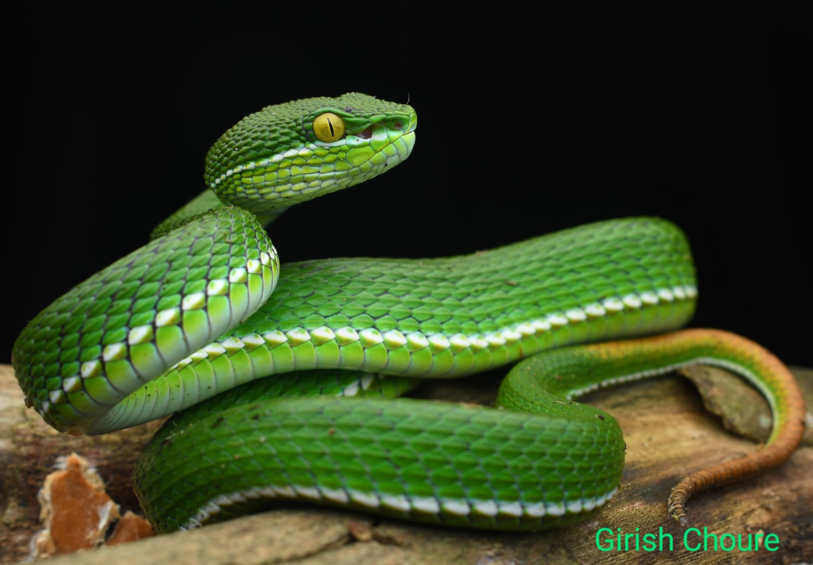 Why experts are working on an anti snake venom designed for Northeast