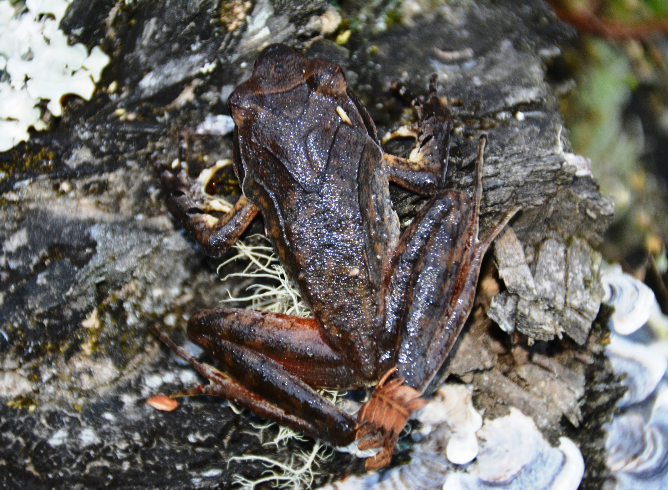 Frog found in Arunachal named after Apatani tribe