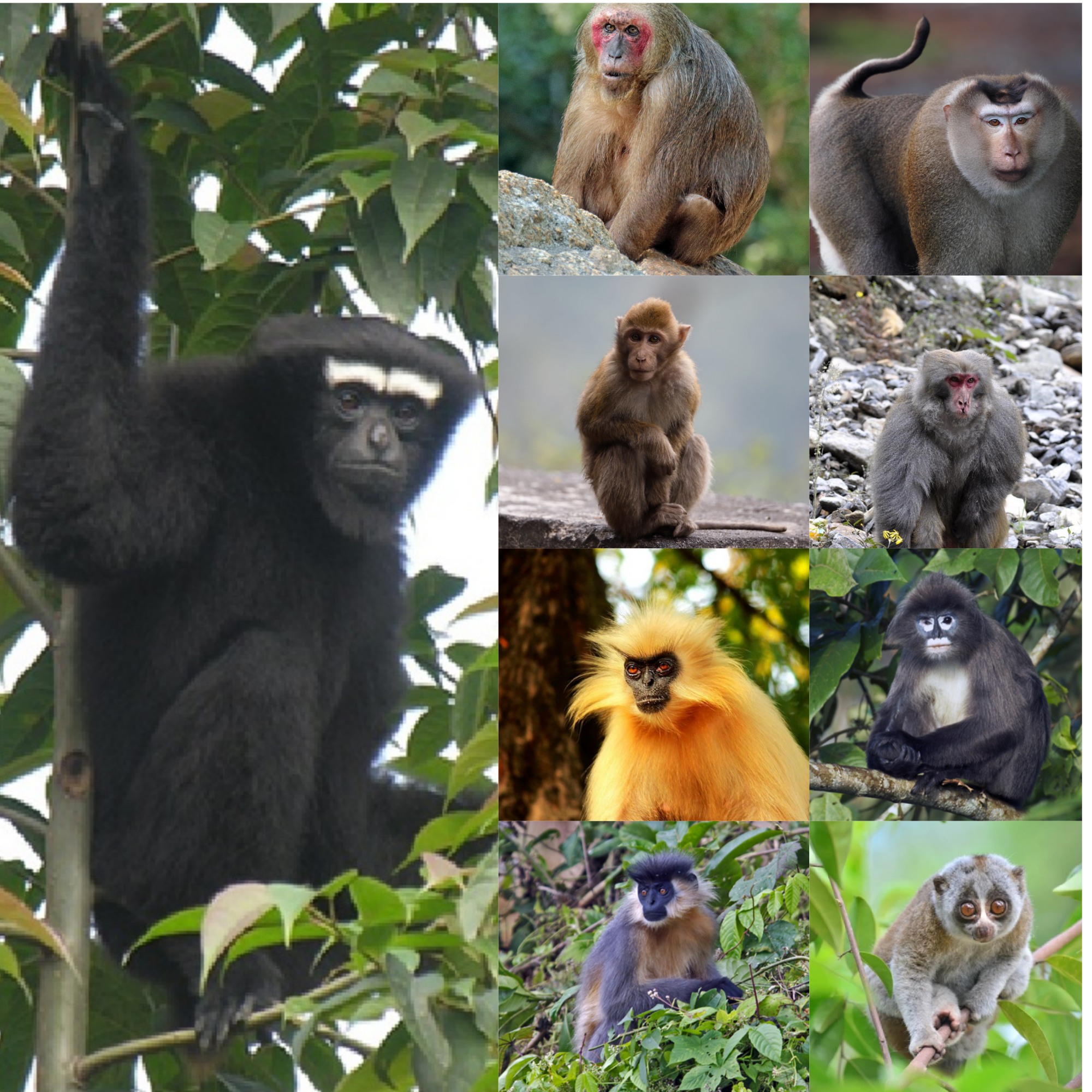 How past climate shifts shaped Primate diversity in Northeast